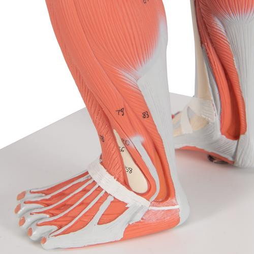 3B Scientific Mini Muscular Figure Anatomy Model (1/3 Life-Size ...