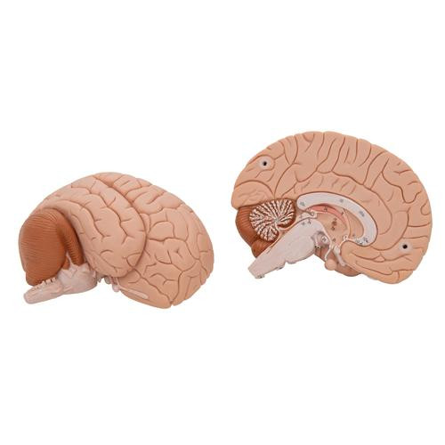 3B Scientific Introductory Human Brain Anatomy Model (2 Parts ...