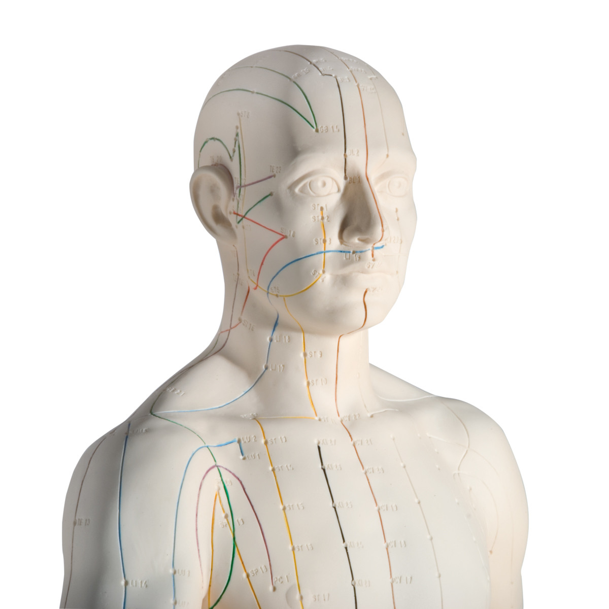 3B Scientific - Male Acupuncture Points Anatomy Model