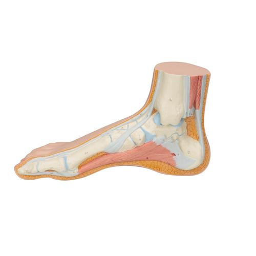 3B Scientific Normal Human Foot Anatomy Model | Anatomy Warehouse
