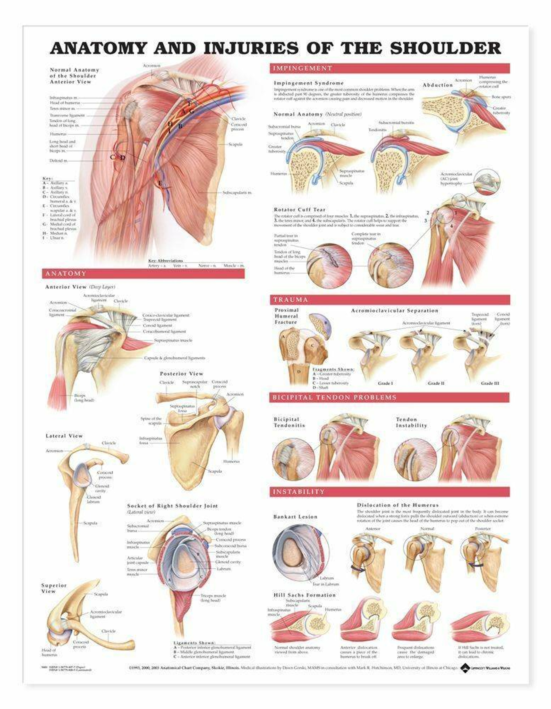 Anatomy Warehouse Body Parts of the Upper & Lower Limbs - Shoulder