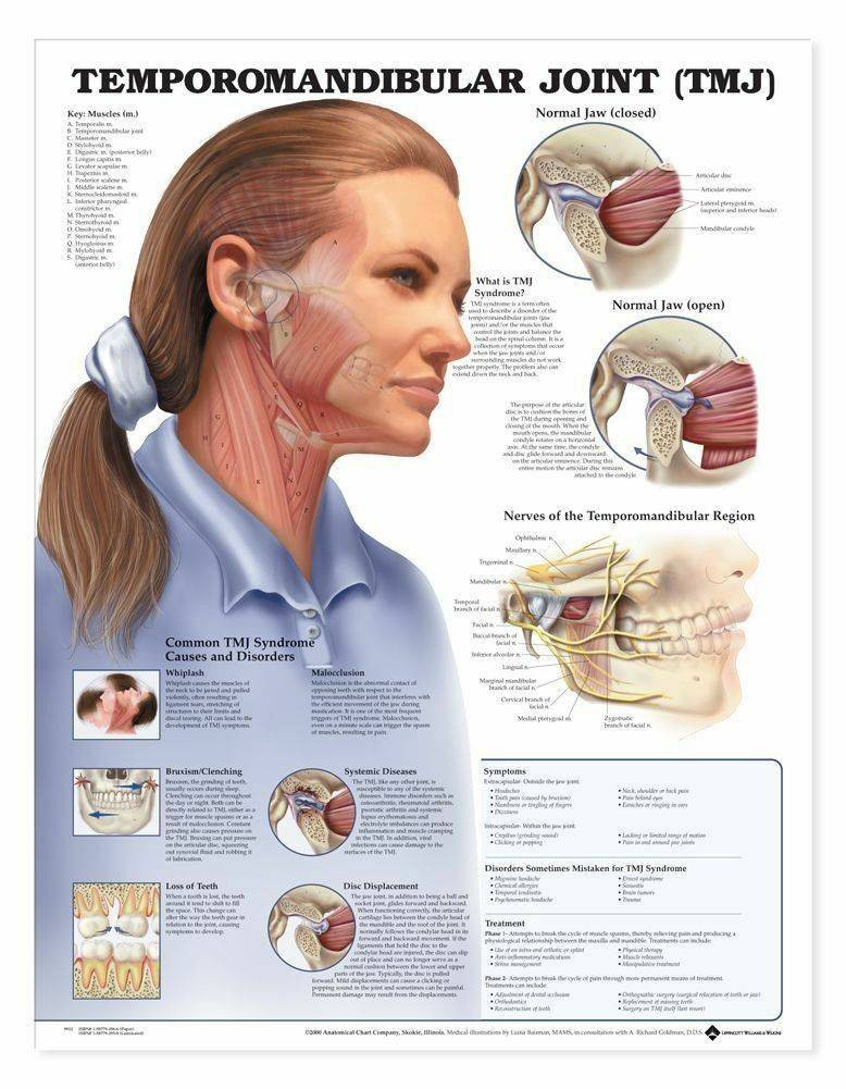 Anatomical Chart Company Temporomandibular Joint TMJ Laminated ...