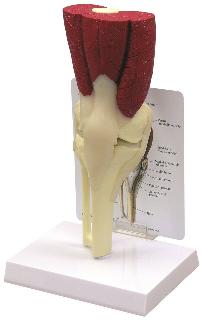 Anatomy Model Elbow Joint Muscled