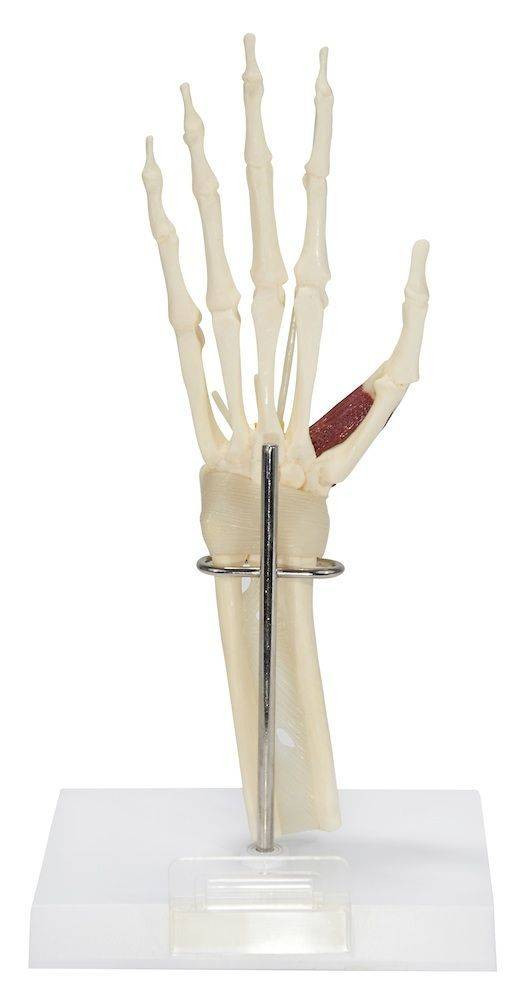 GPI Anatomicals - Wrist and Hand Anatomy Model