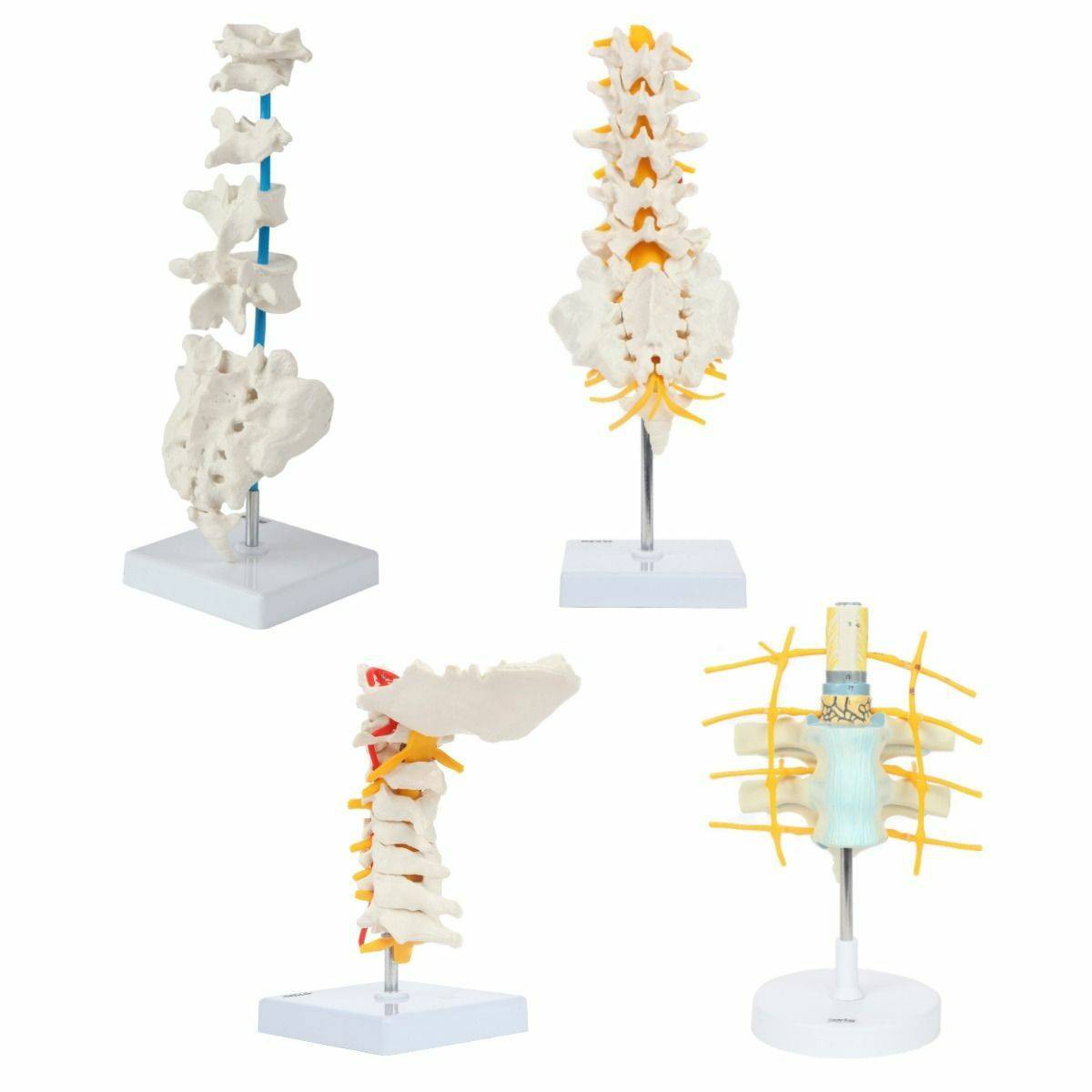 GPI Anatomicals Four Stage Vertebrae Set Anatomy Model | Anatomy Warehouse