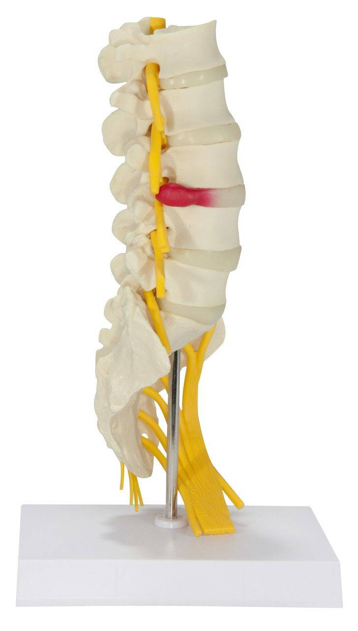 GPI Anatomicals 5 Piece Vertebral Column Anatomy Model With Sacrum ...