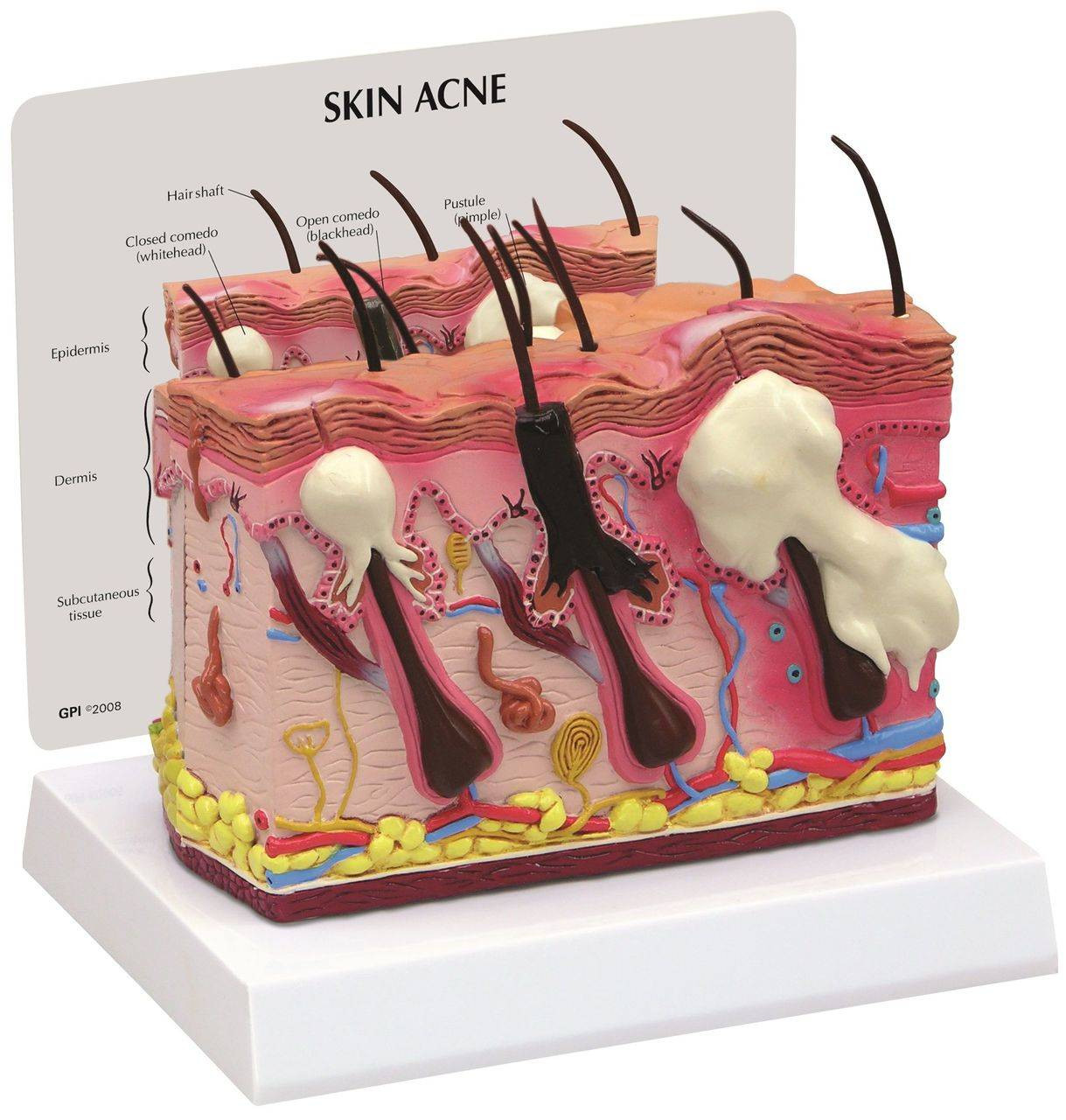 Anatomy Model Skin Canine