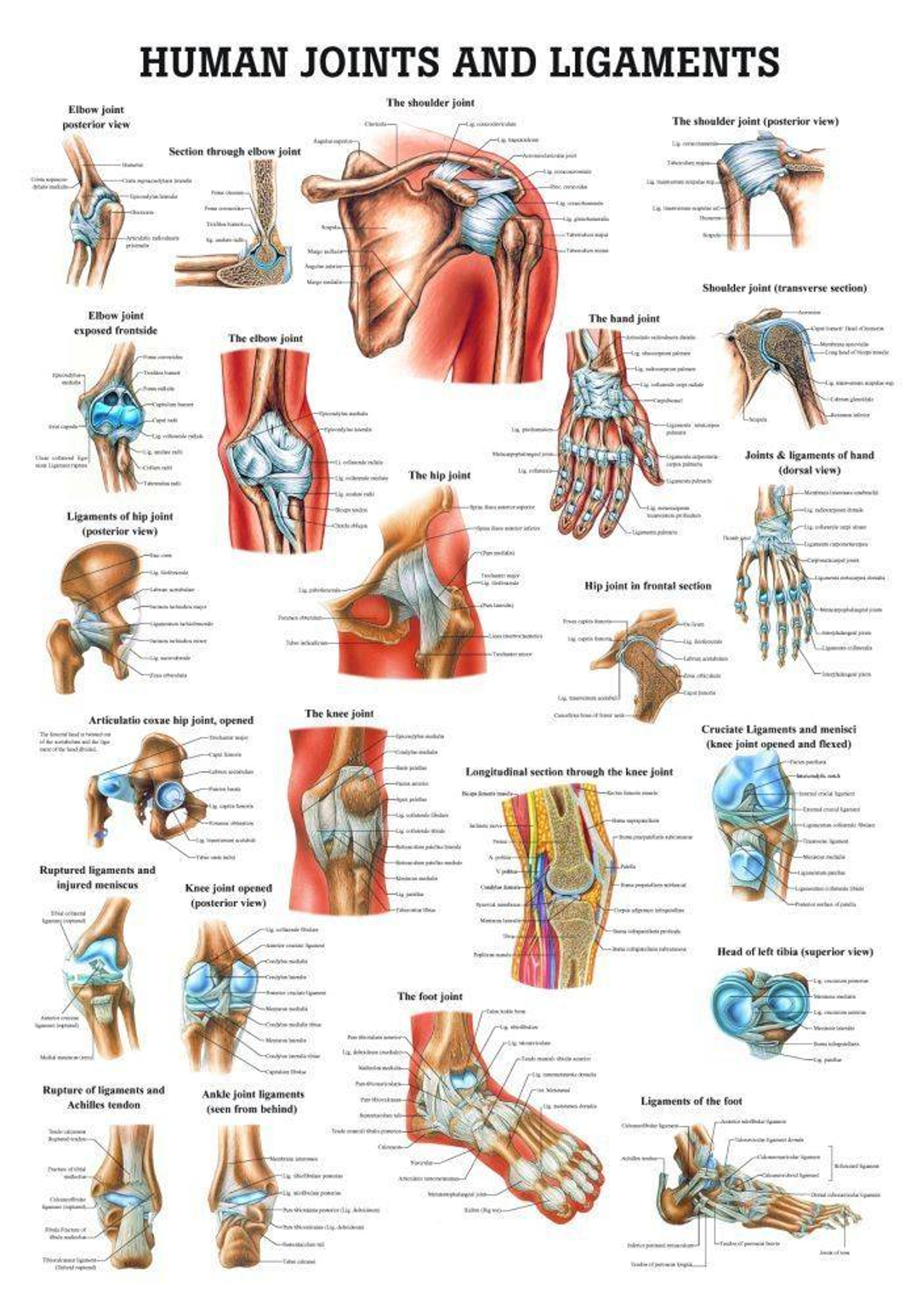 Hip and Hip Joint Laminated Anatomy Chart