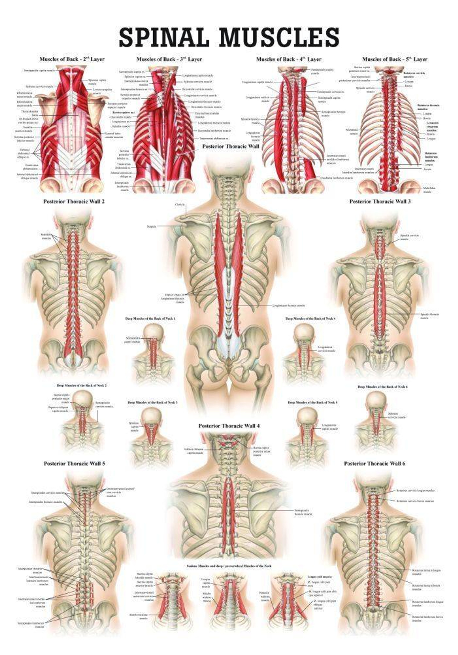 Rudiger Anatomie Muscles of the Spine Laminated Anatomy Chart | Anatomy ...