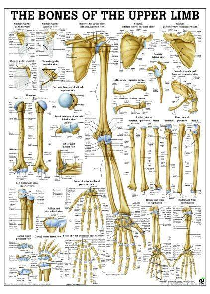 The Lower Extremity Laminated Anatomy Chart