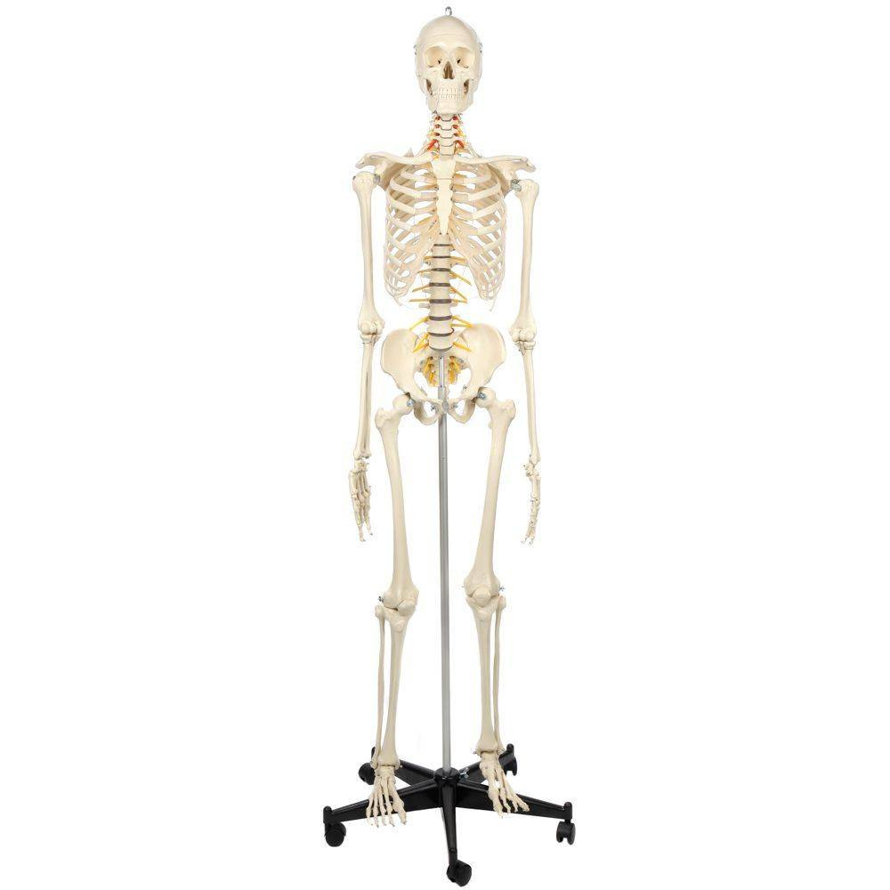 Rudiger Anatomie Standard Human Skeleton with Stand