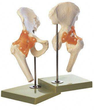 SOMSO - Buy Movable Knee Model with Flexion and Extension