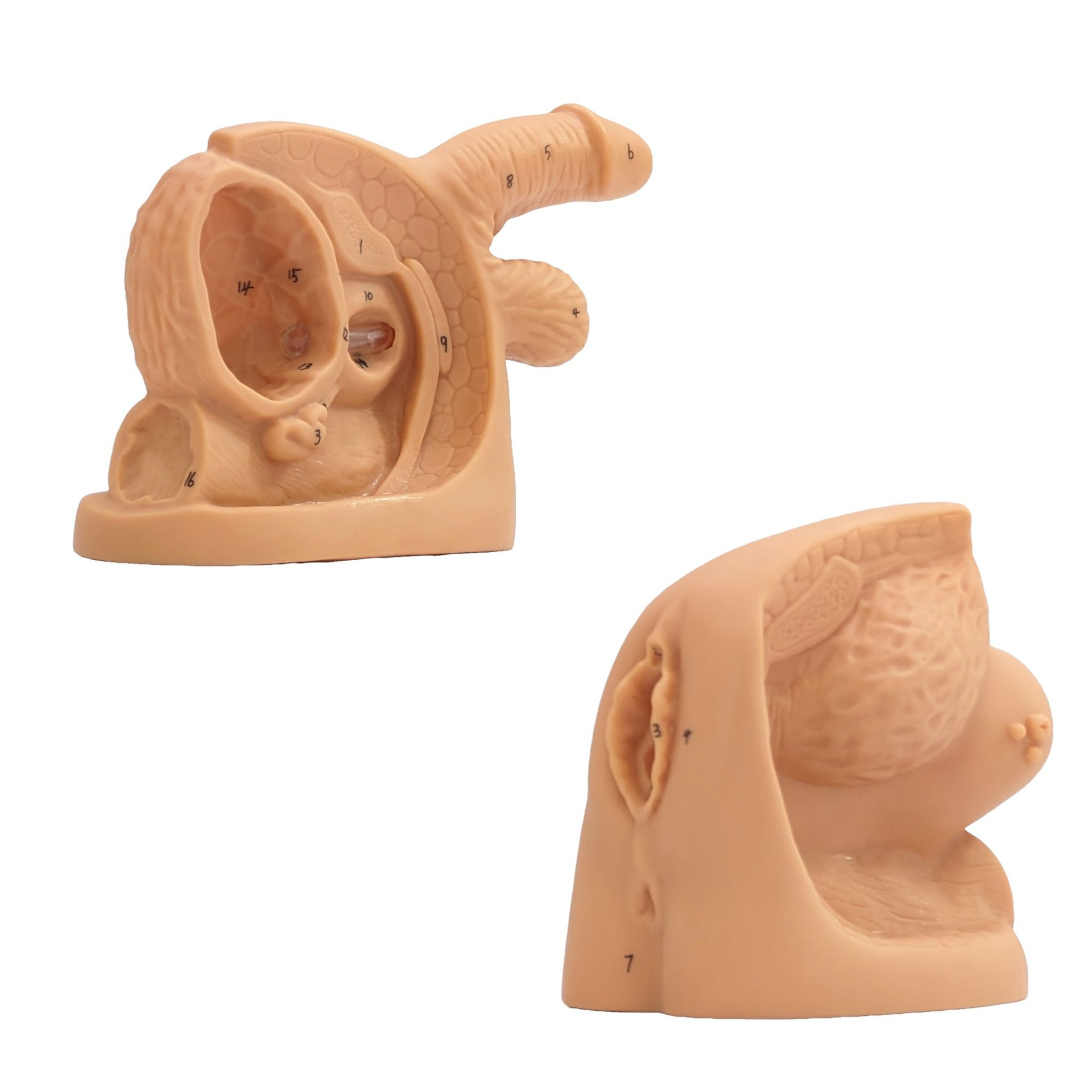 Anatomy Lab Male And Female Genital Model Set