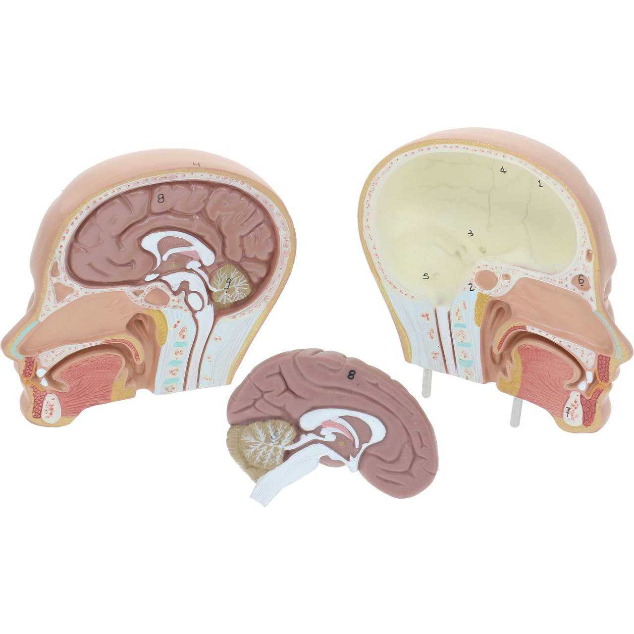 Axis Scientific 12-Part Unisex Mini Torso | Anatomy Warehouse