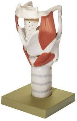 Denoyer-Geppert - Giant Functional Larynx Anatomy Model