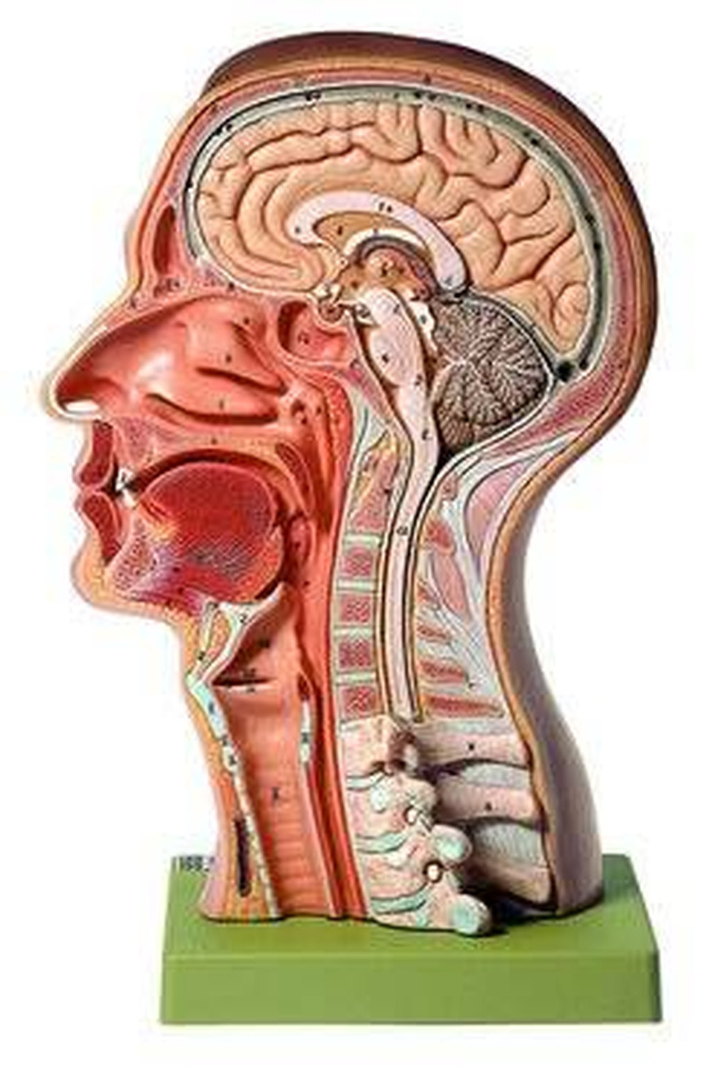 Anatomy Model Larynx with Tongue