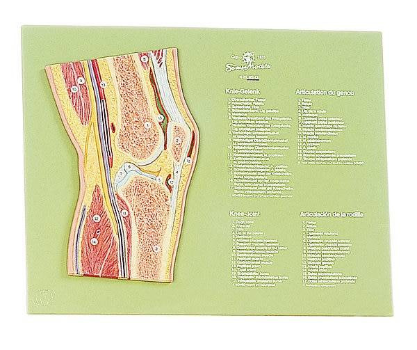 SOMSO - Buy Movable Knee Model with Flexion and Extension