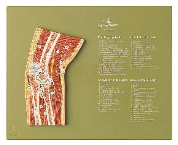 SOMSO Anatomical Section Of The Head with MRI Imaging