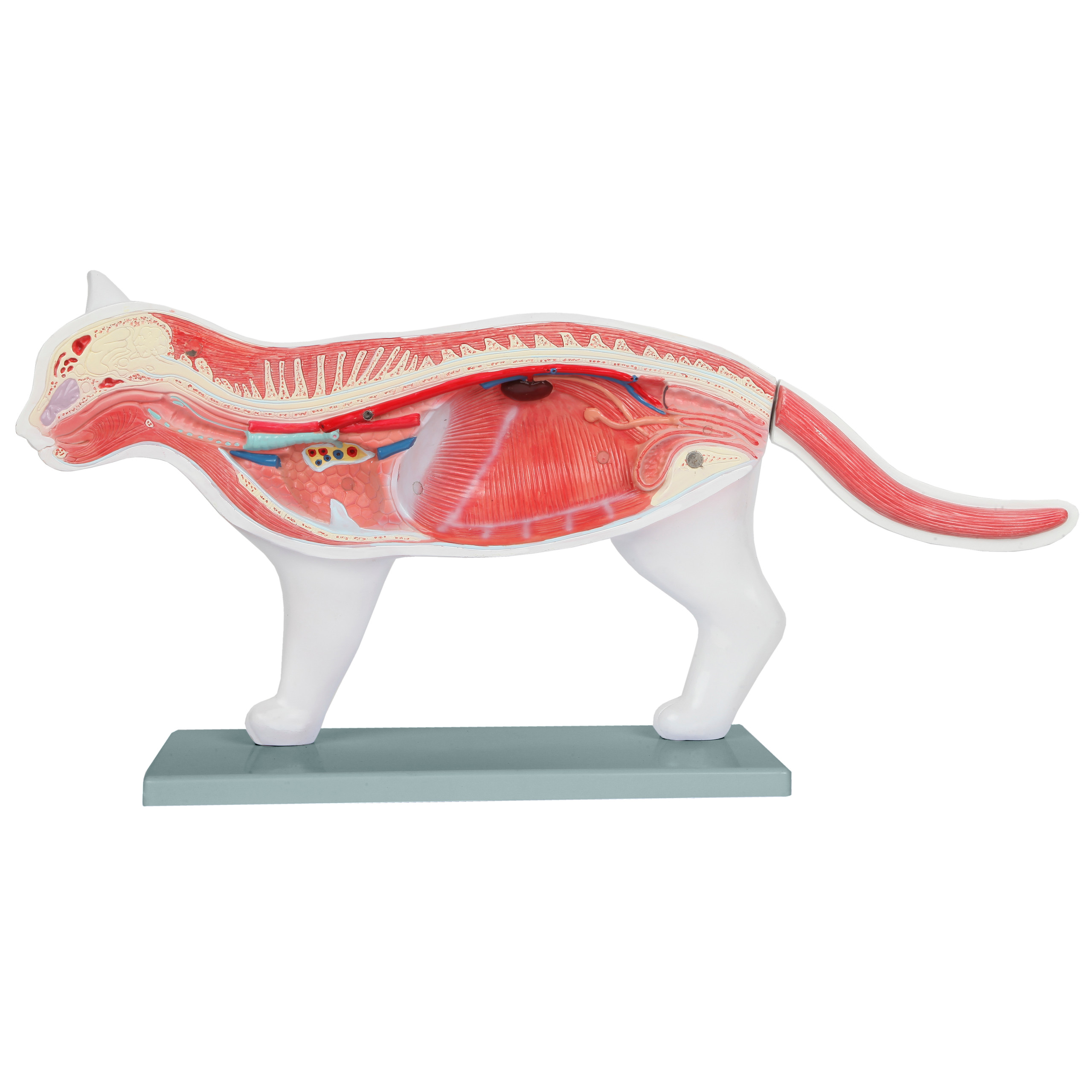 Anatomy Lab Domestic Feline Anatomy Model | Anatomy Warehouse