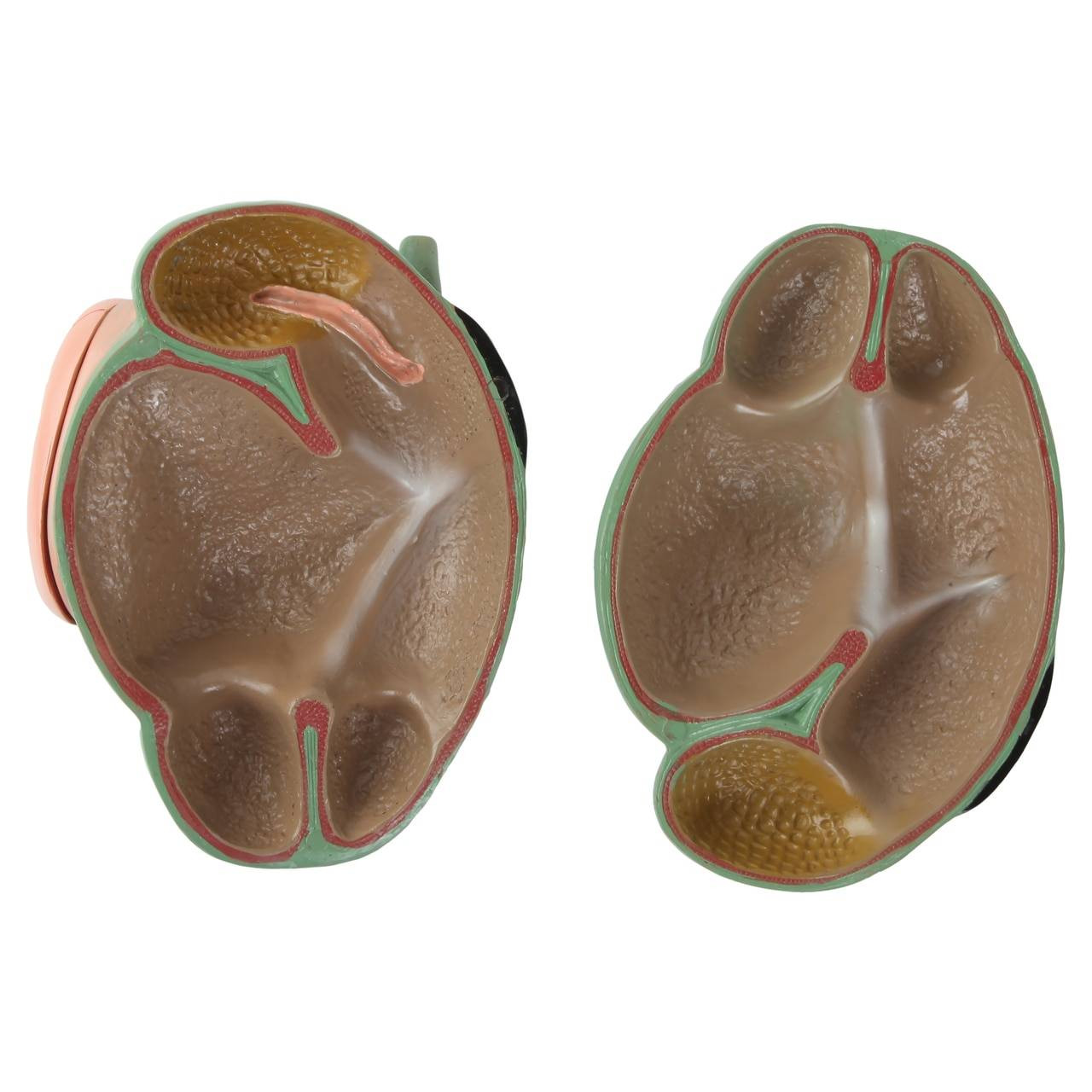 Anatomy Lab Domestic Bovine (Bos taurus) Anatomy Model