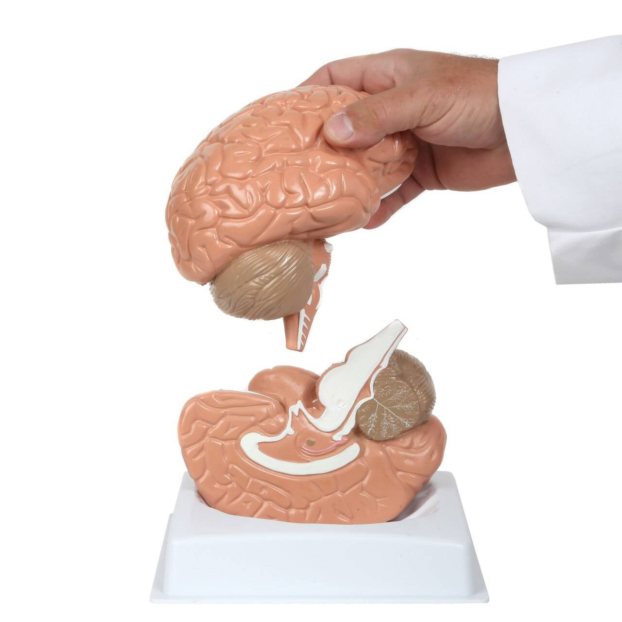 Anatomy Lab - Basic 2-Part Brain Model Anatomy Model