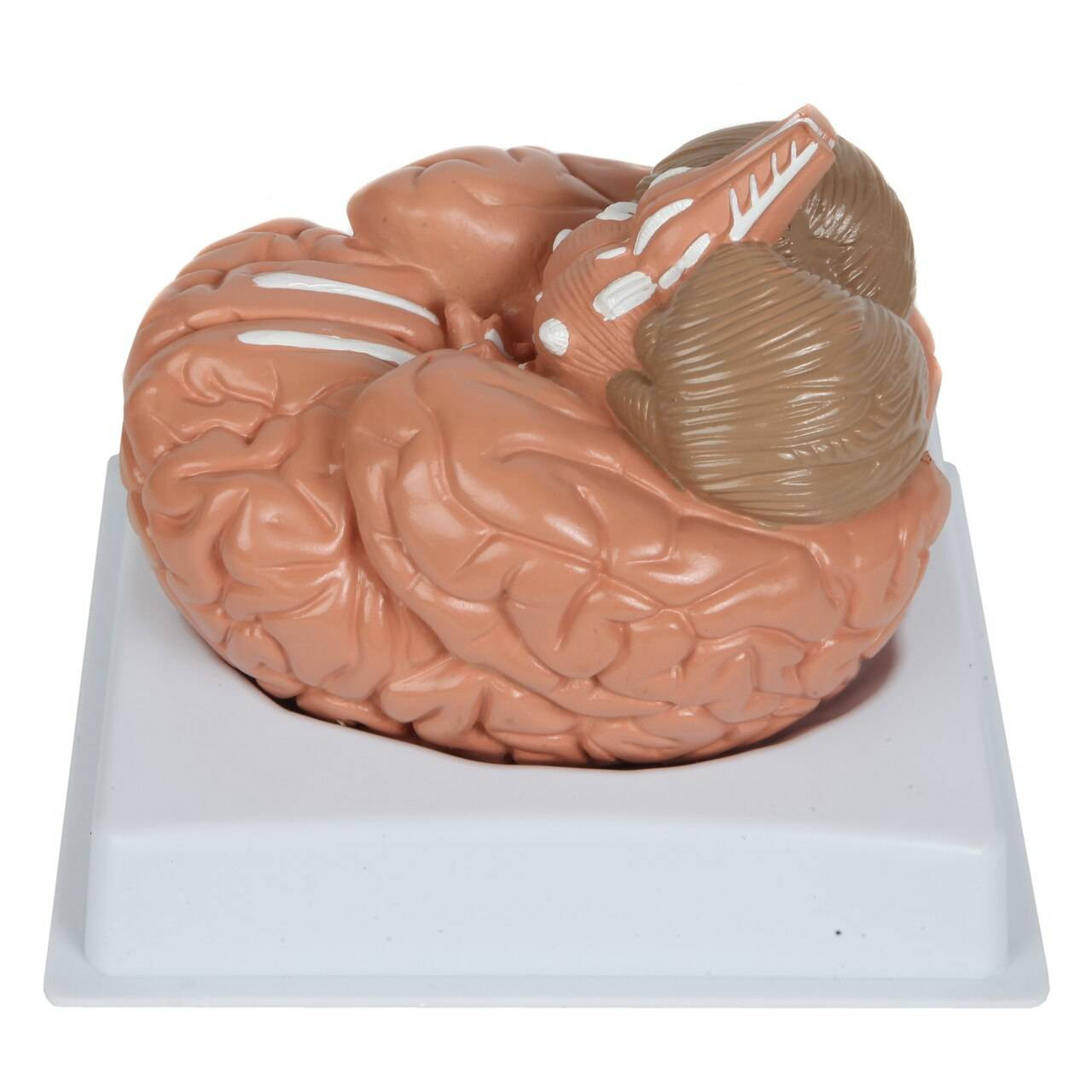 Anatomy Lab - Basic 2-Part Brain Model Anatomy Model