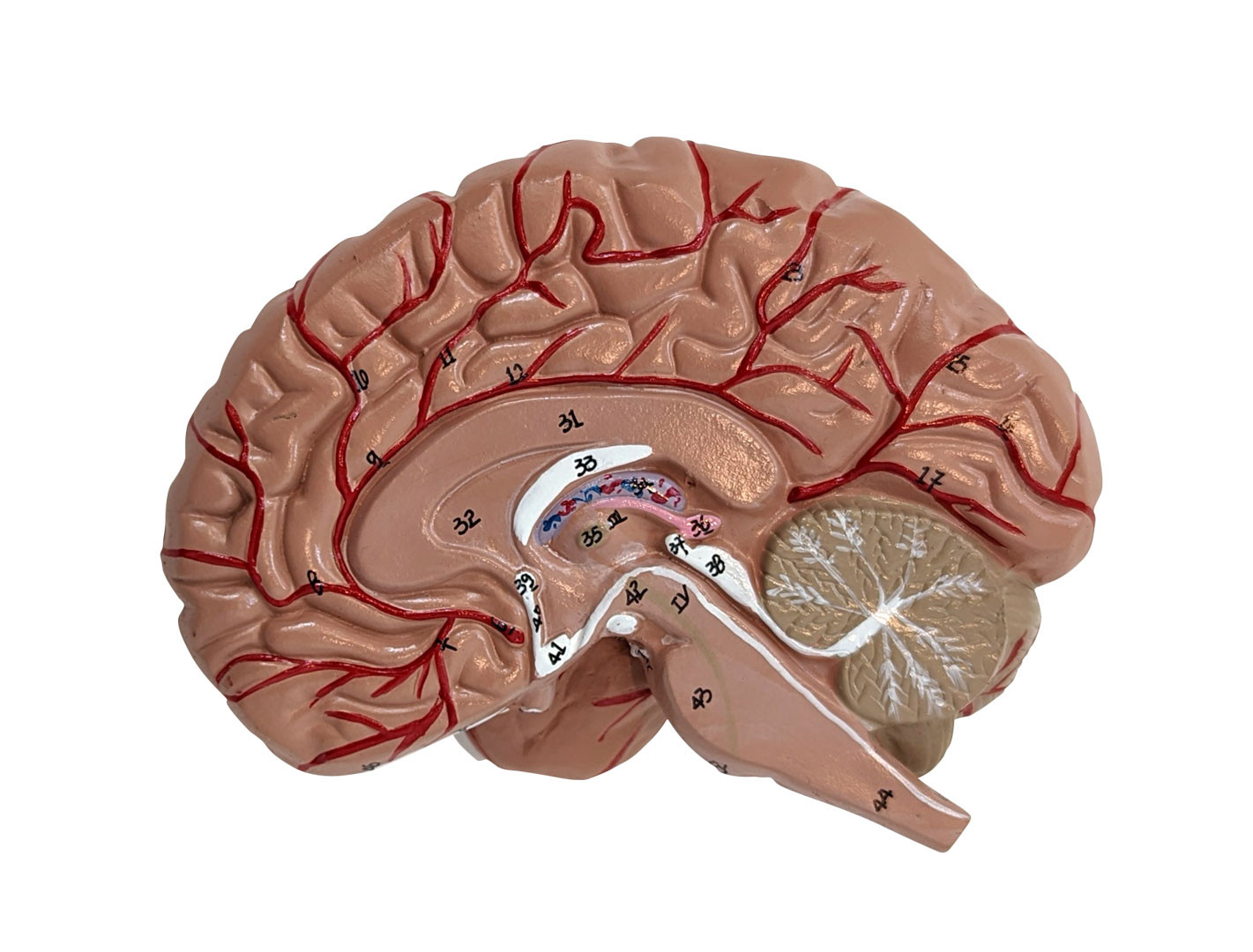 Anatomy Lab Basic 2 Part Brain Model with Arteries and Blood Vessels ...