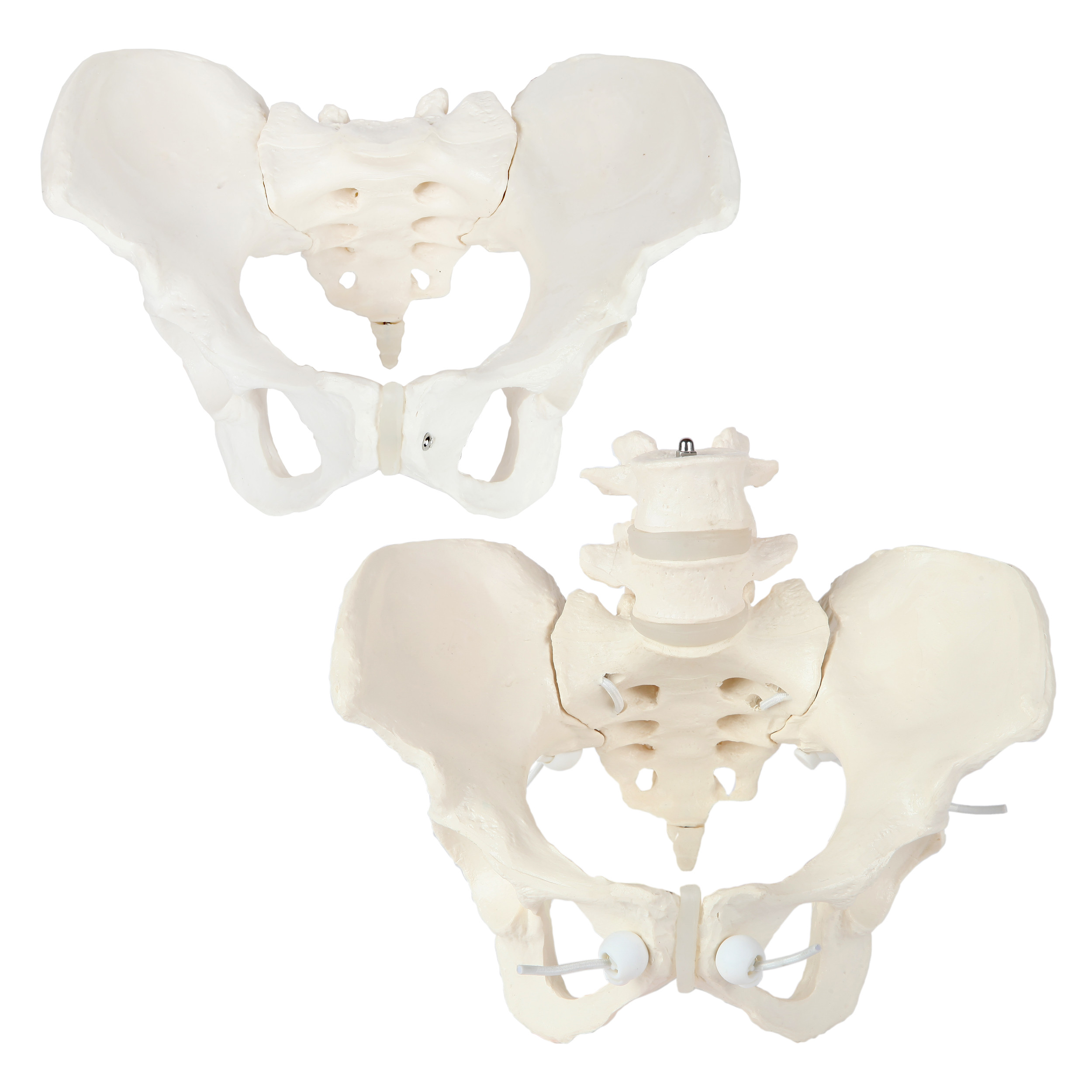 Axis Scientific - Female Pelvis Set - Fixed and Articulating Anatomy Models