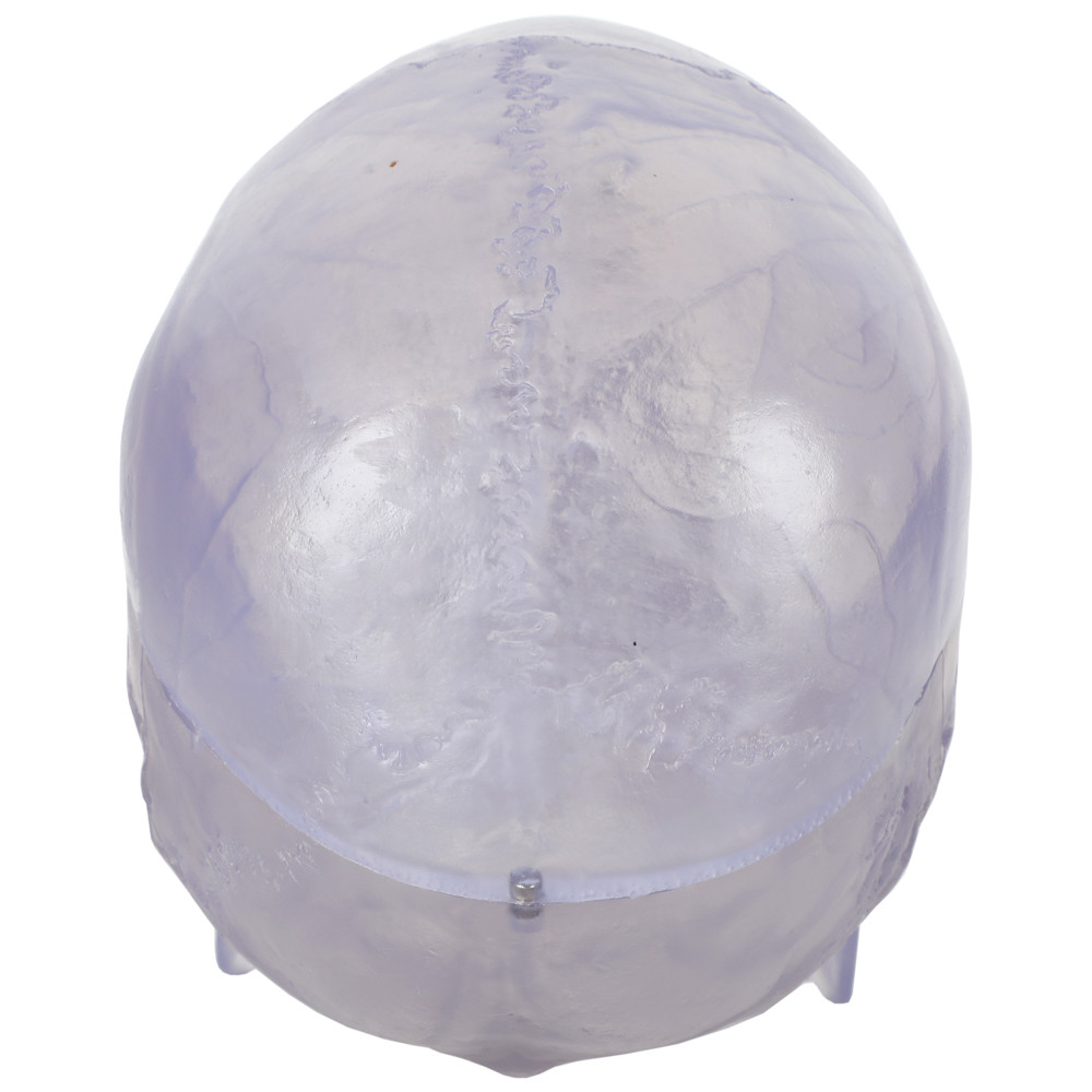 Axis Scientific - 3-Part Translucent Human Skull Anatomy Model