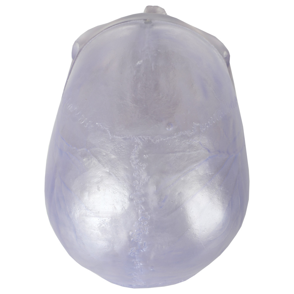 Axis Scientific - 3-Part Translucent Human Skull Anatomy Model