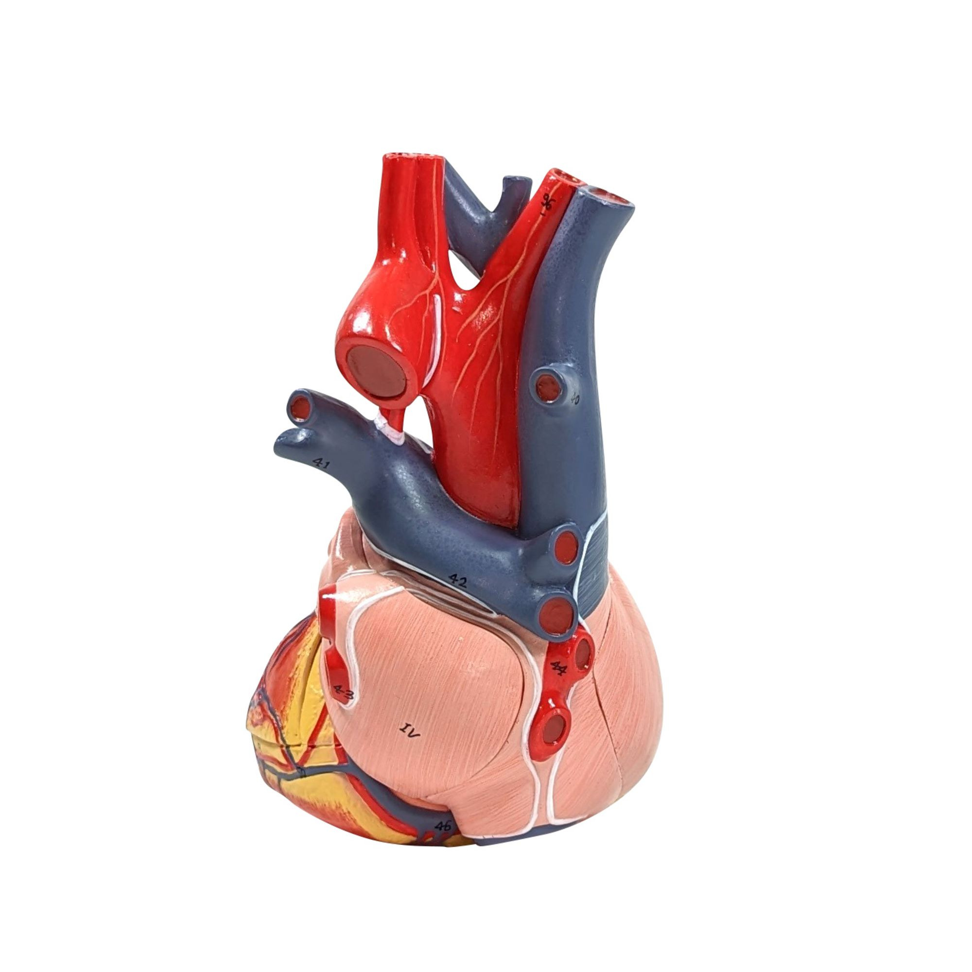 Axis Scientific 15-Part Laryngeal Cardiopulmonary Anatomy Model ...