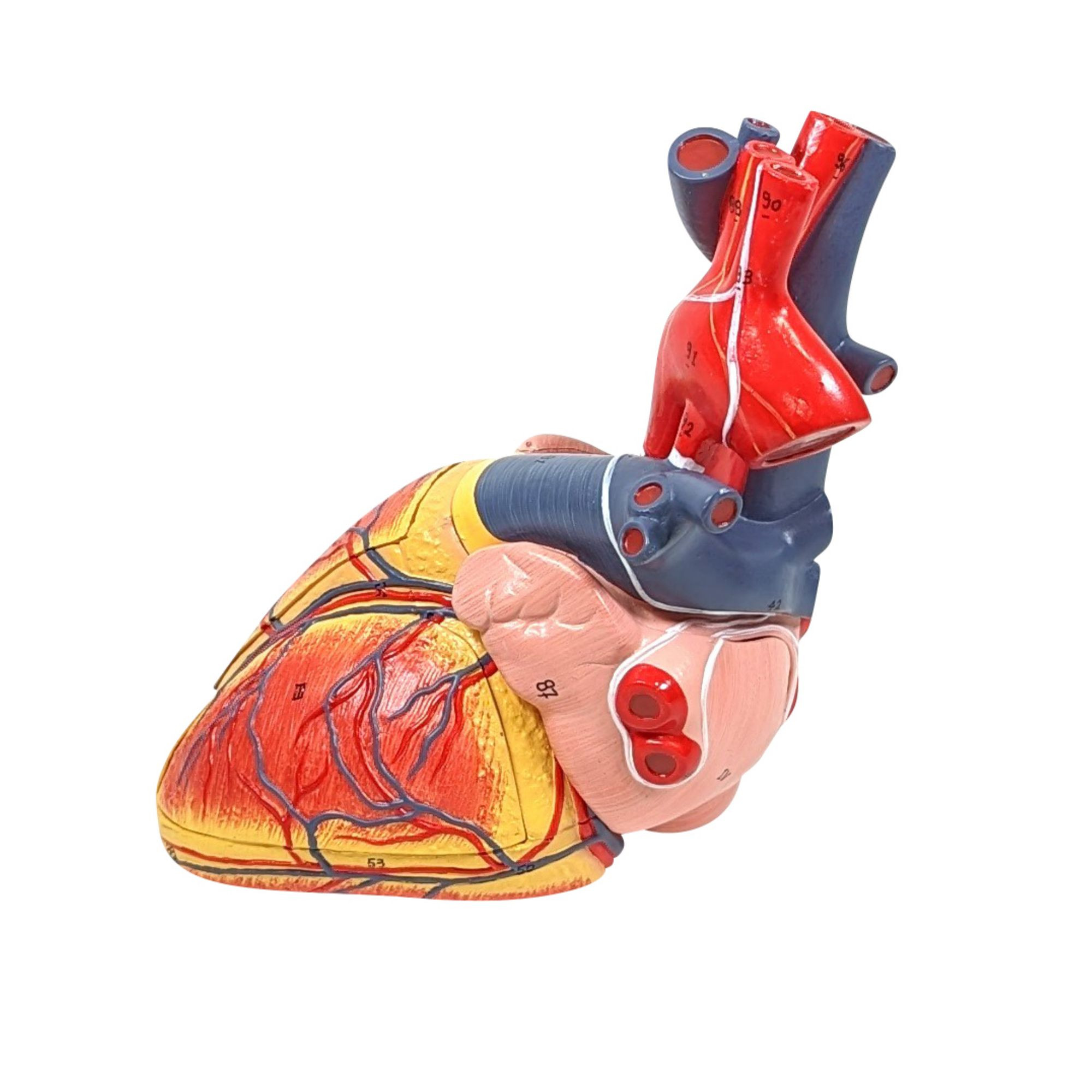 Axis Scientific 15-Part Laryngeal Cardiopulmonary Anatomy Model ...