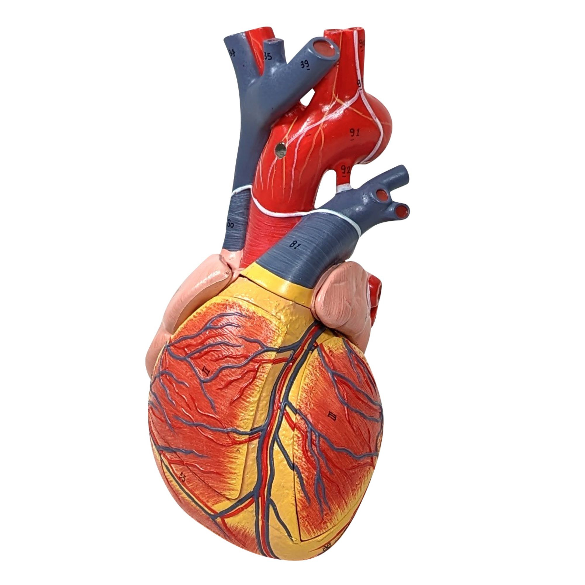 Axis Scientific 15-Part Laryngeal Cardiopulmonary Anatomy Model ...