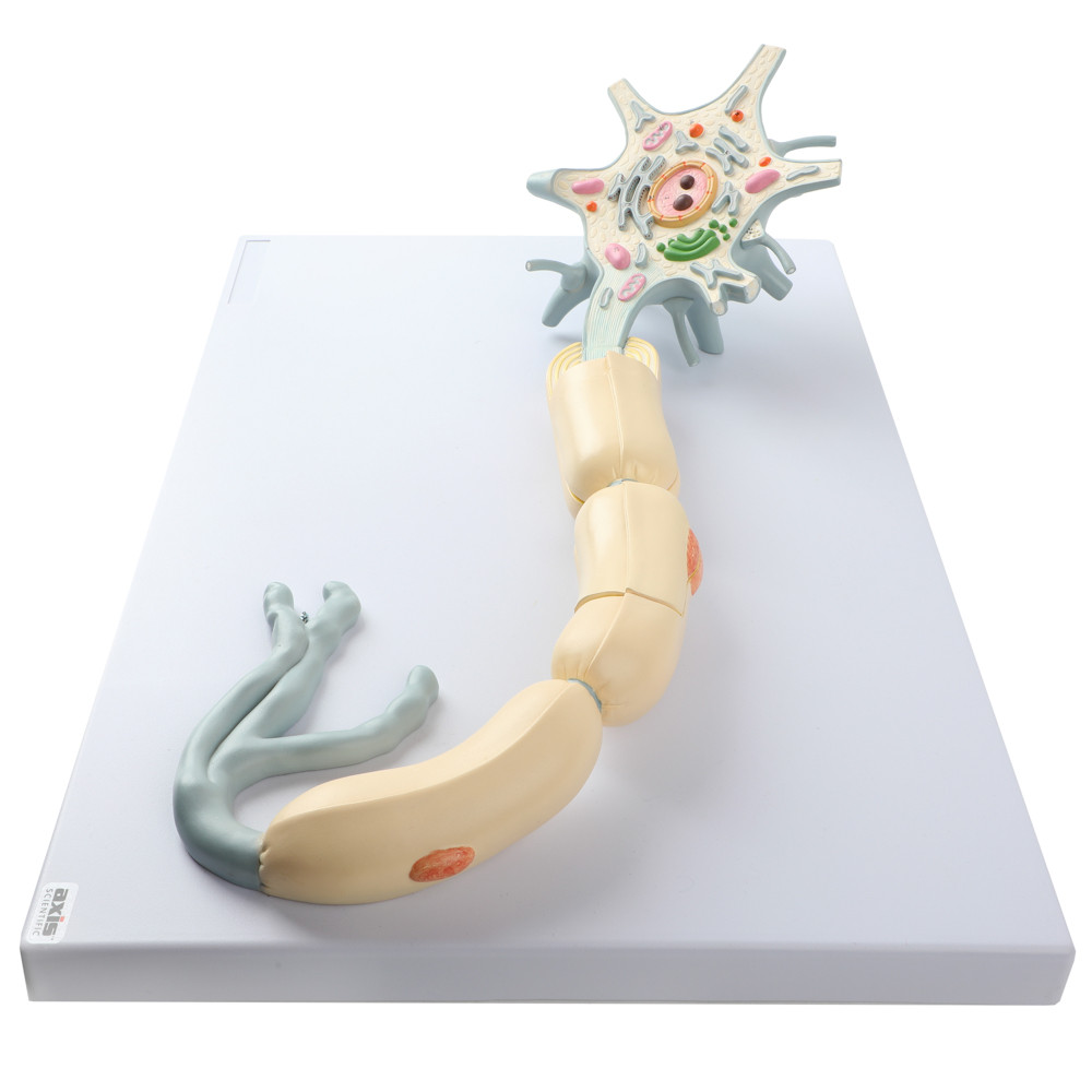 Axis Scientific - Two-Part Neuron Model with Dendrite and Axon