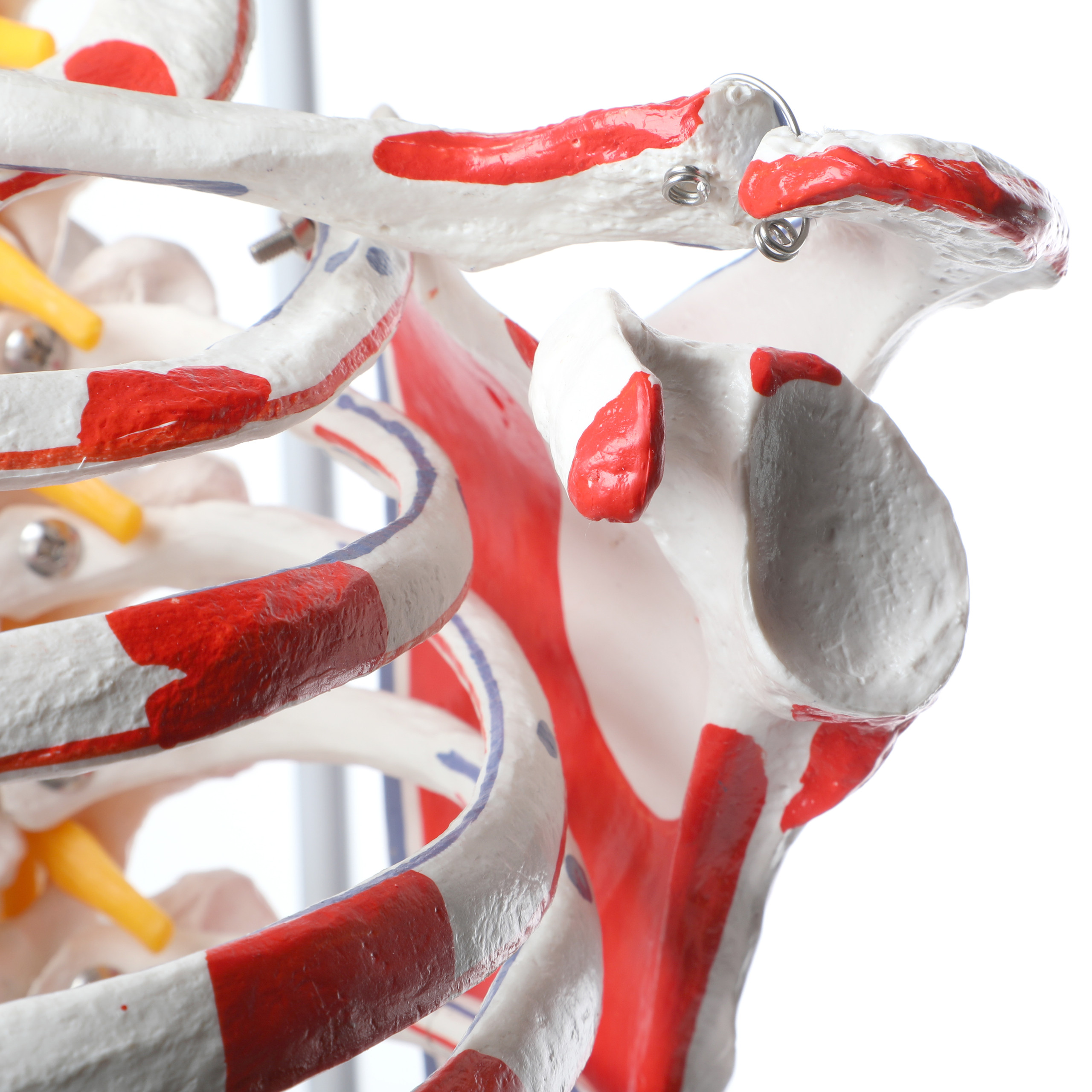 Axis Scientific Life-Size Skeletal Human Torso with Glenohumeral and ...