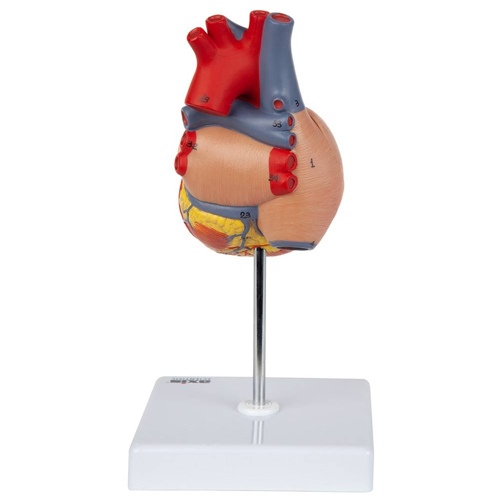 Axis Scientific 2-Part Deluxe Life-Size Human Heart Anatomy Model ...