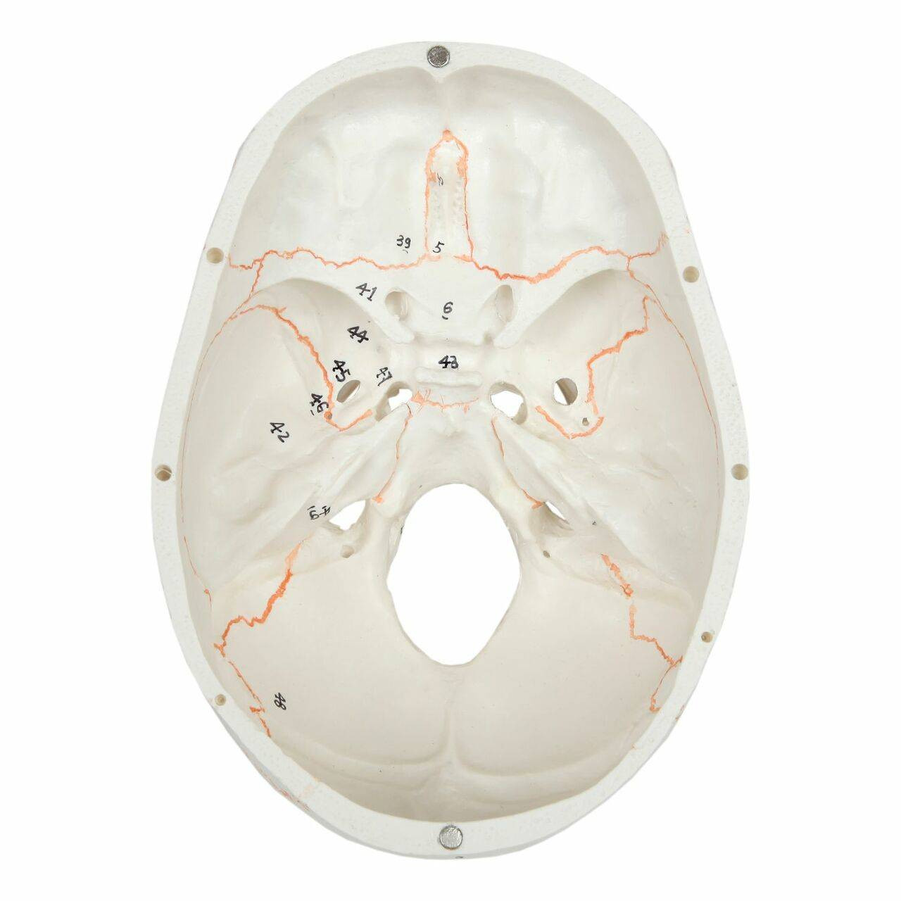 Axis Scientific 3-Part Life-Size Human Skull Numbered Anatomy Model ...