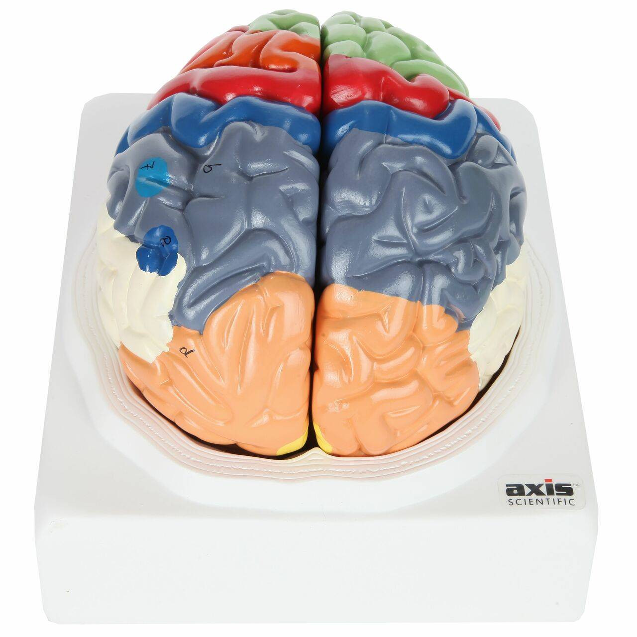 3-Part Skull with 8-Part Brain | Axis Scientific | Anatomical Models