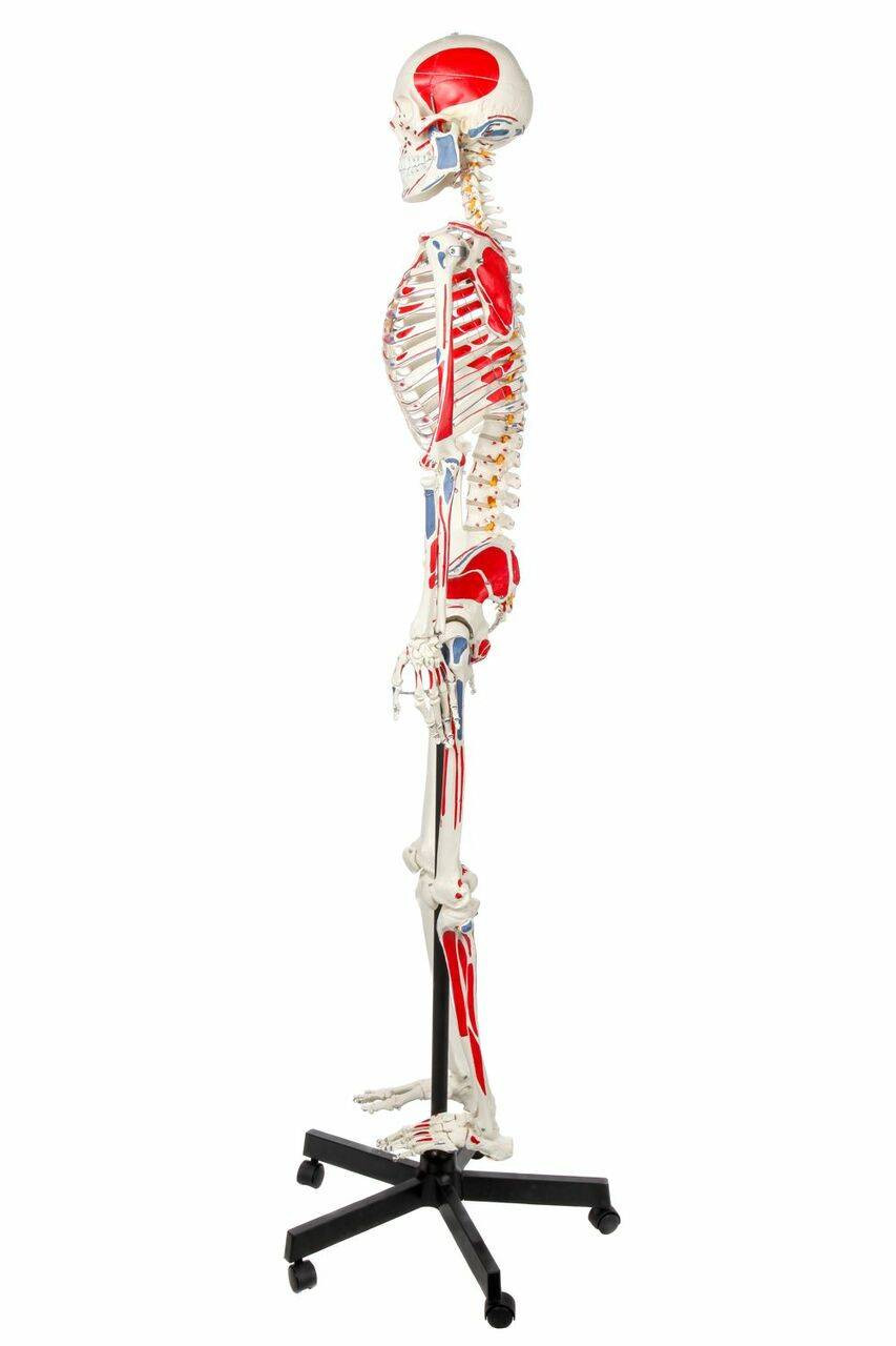 Axis Scientific Muscle Painted and Numbered Life-Size Human Skeleton ...