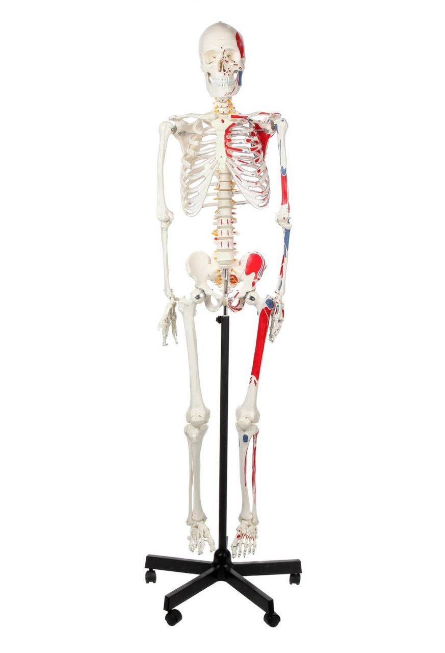 Axis Scientific Muscle Painted and Numbered Life-Size Human Skeleton ...