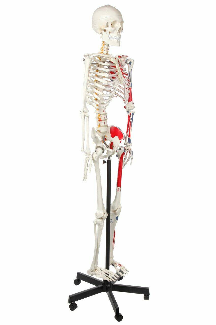 Axis Scientific Muscle Painted and Numbered Life-Size Human Skeleton ...