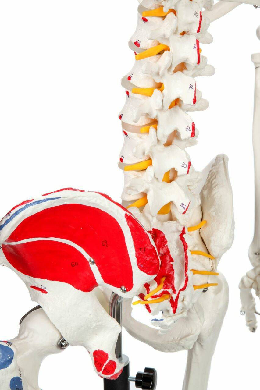 Axis Scientific Muscle Painted and Numbered Life-Size Human Skeleton ...