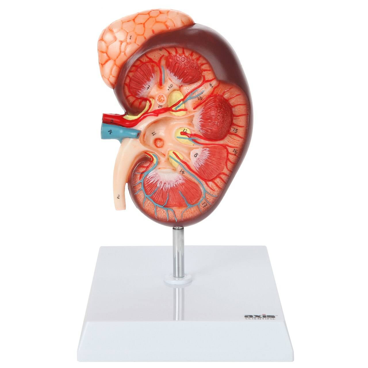 Axis Scientific 2-Part Female Pelvis Anatomy Model