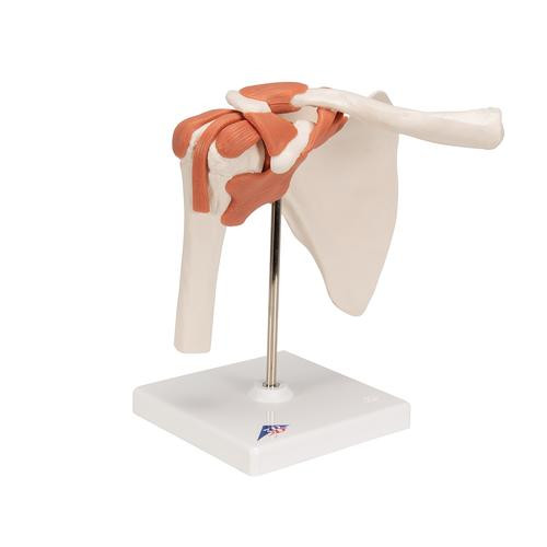 Anatomy Model Shoulder Joint Basic