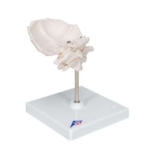 3B Scientific Atlas and Axis Bones Anatomy Model With Occipital Plate ...