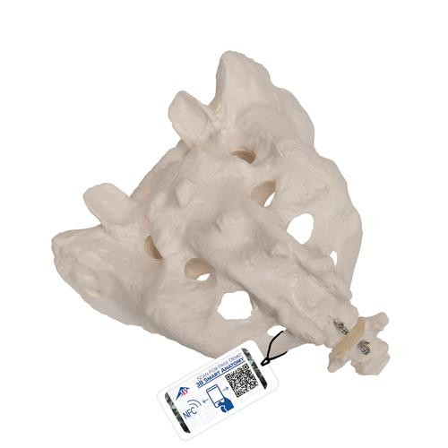 3B Scientific Human Sacrum and Coccyx Anatomy Model | Anatomy Warehouse