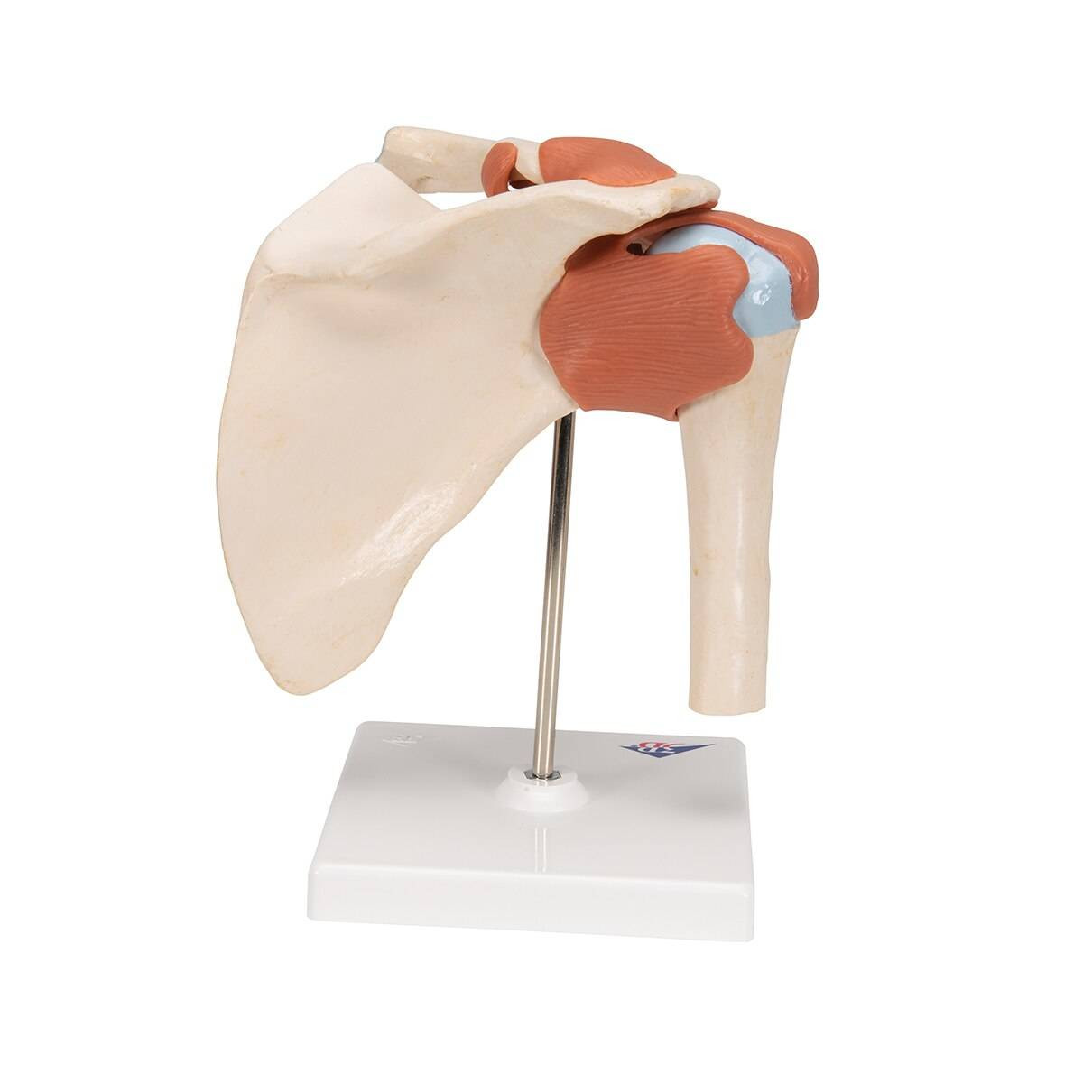 3B Scientific - Deluxe Functional Shoulder Joint Anatomy Model