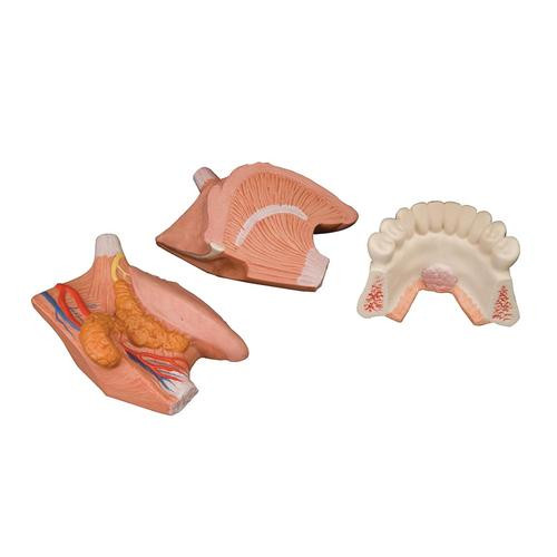 3B Scientific Tongue Anatomy Model | Anatomy Warehouse