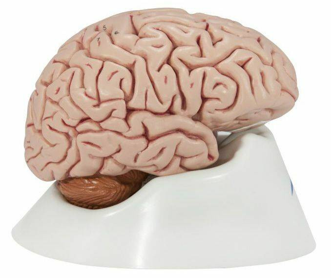 3B Scientific - Brain Anatomy Model - Free Shipping