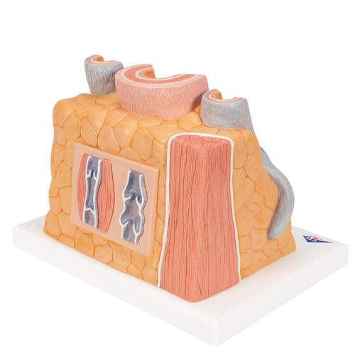 3B Scientific Microanatomy Artery & Vein Anatomy Model | Anatomy Warehouse